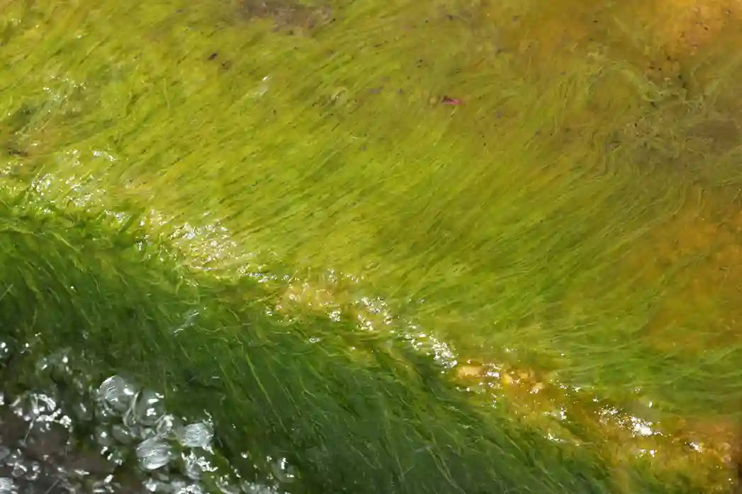 algae on ponds