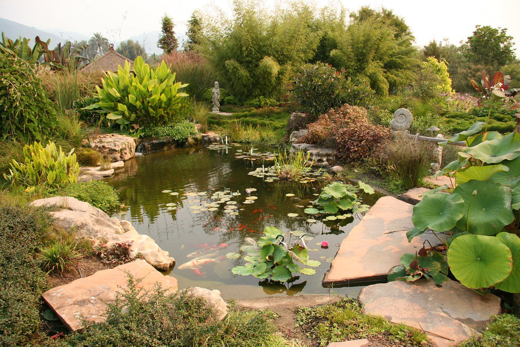 Pond Plants 101: A Guide to Water Gardening – ProtoPond