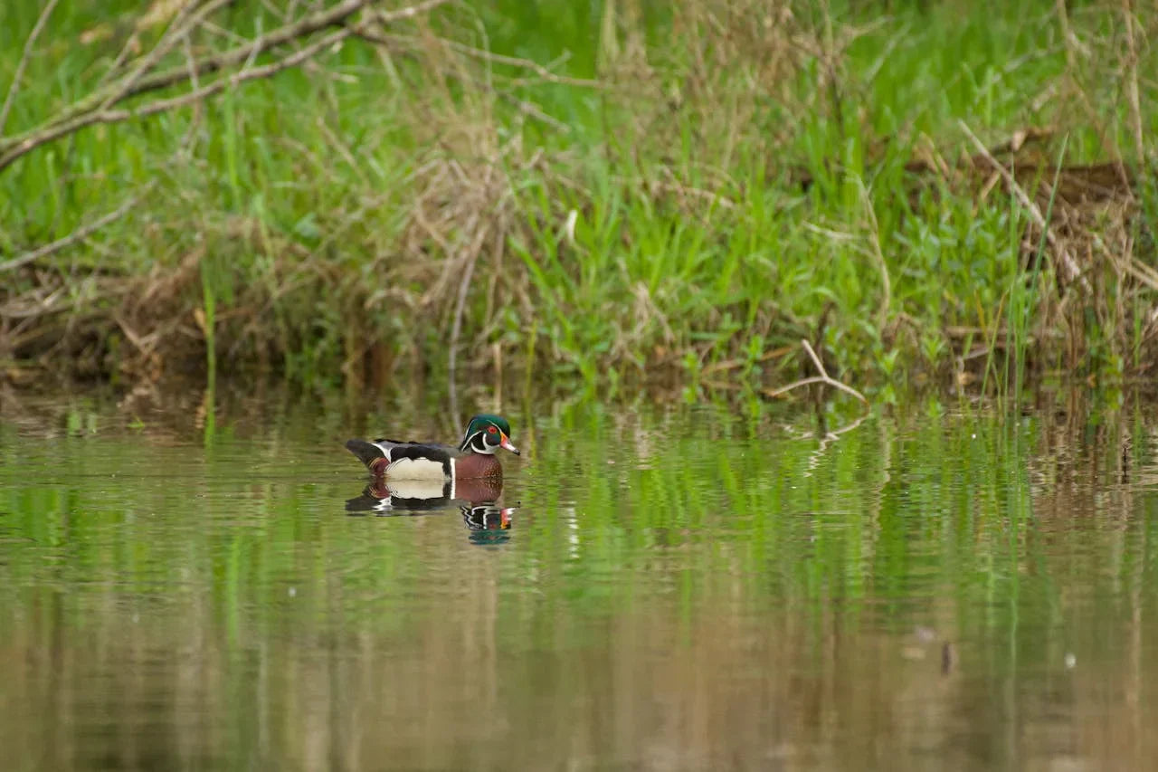 How To Keep a Duck Pond Clean (2026) – ProtoPond