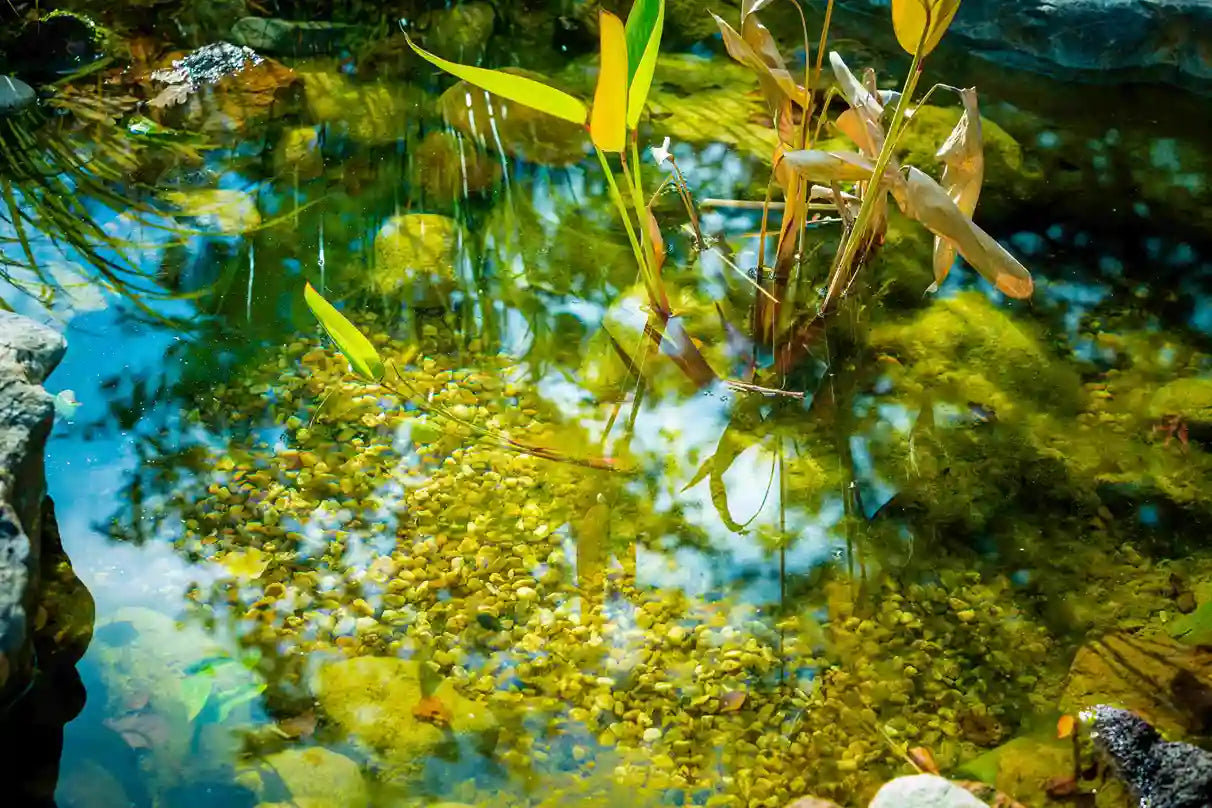 How to Make a Pond Hold Water Naturally -(2026) – ProtoPond